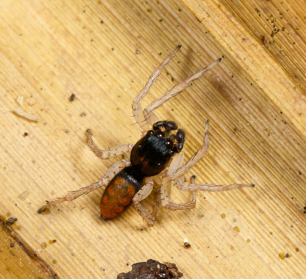 Dimorphic Jumping Spider from Orange County, US-FL, US on February 19 ...