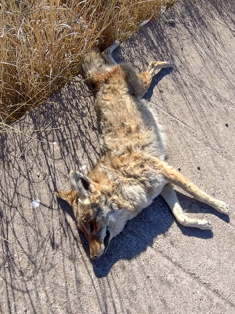 Coyote from 99286 Zac., México on February 19, 2023 at 04:29 PM by ...