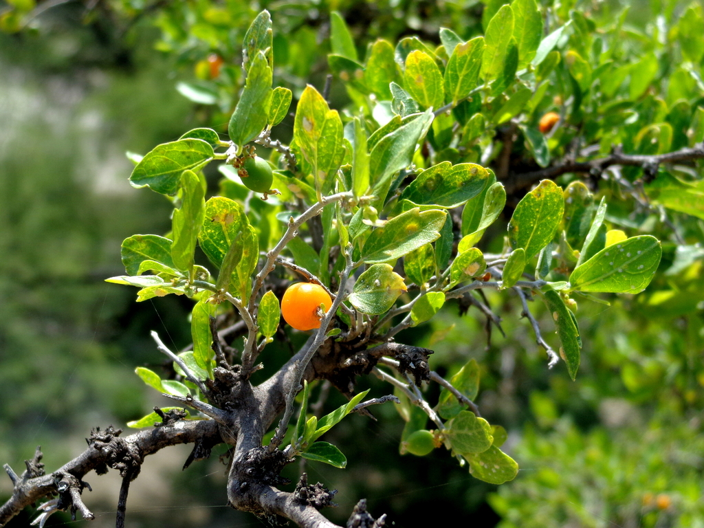spiny hackberry from Tula, Tamaulipas on October 24, 2015 by Lex García ...
