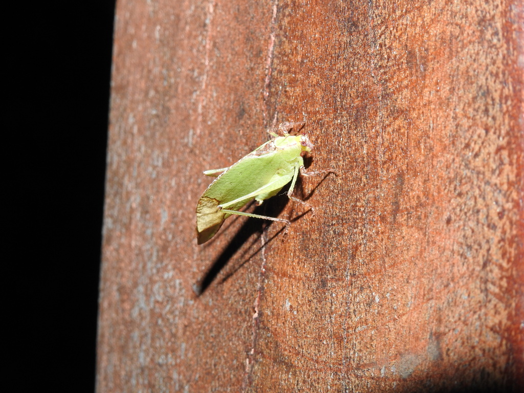 Topana from Lagoa Formosa, MG, BR on June 8, 2020 at 10:50 PM by ...