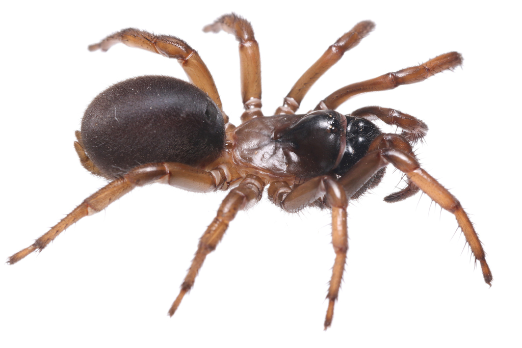 California Turret Spider from Berkeley, CA, USA on February 18, 2023 by ...