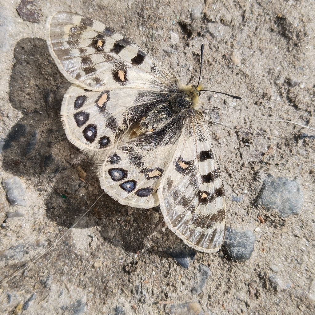Common Blue Apollo from Kheta, Uttarakhand 262553, India on February 17 ...