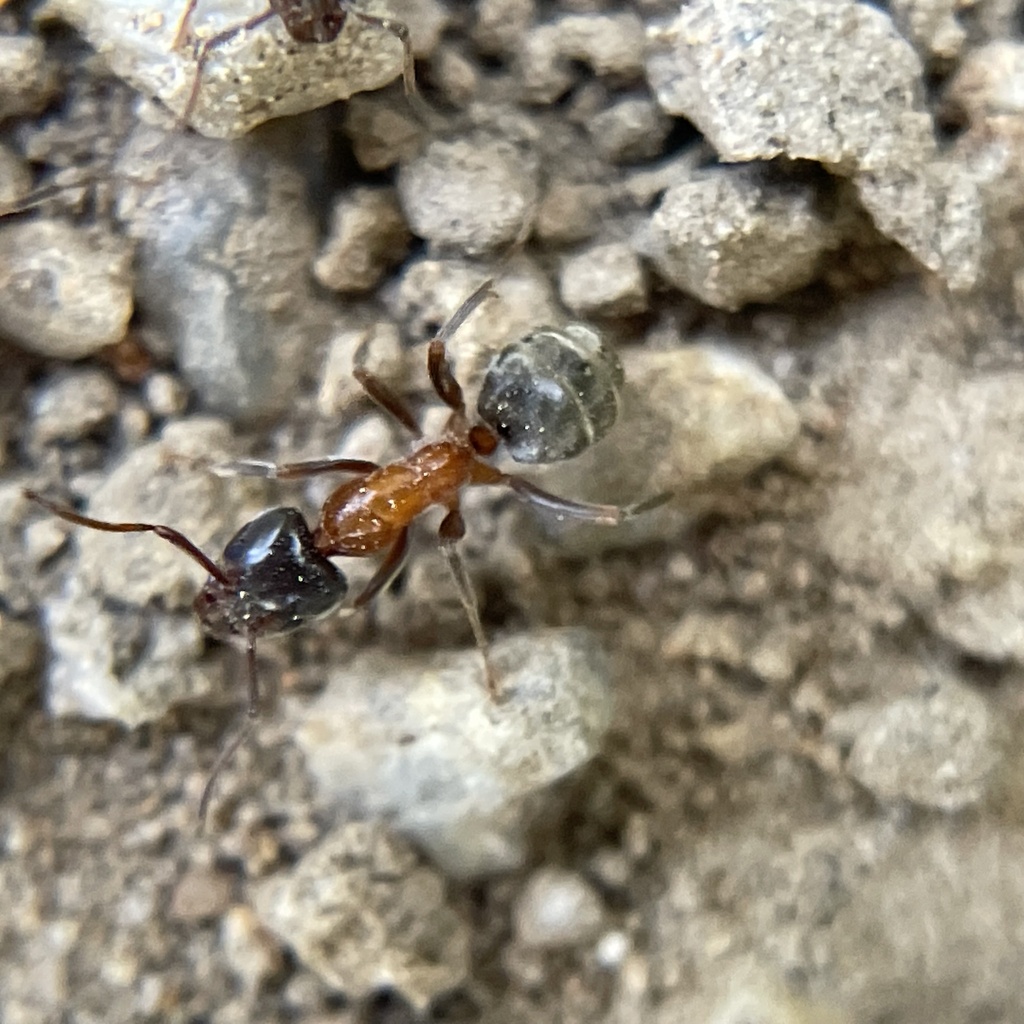 Western Velvety Tree Ant from The Old Rd, Newhall, CA, US on February ...