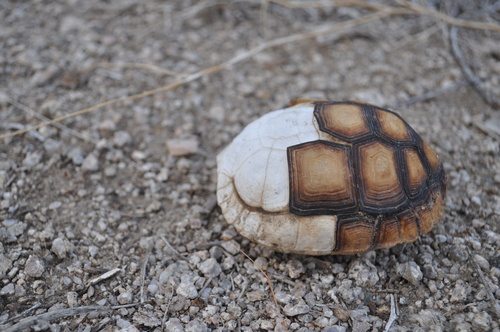 iNaturalist Tracking Database – NatureTracking