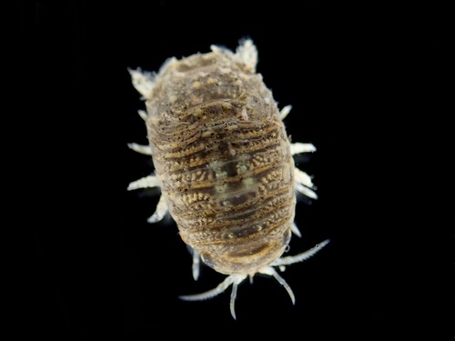 Sphaeroma retrolaeve · iNaturalist United Kingdom