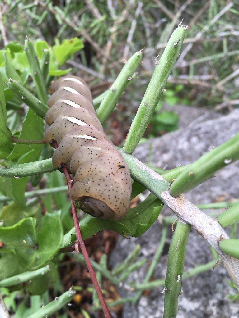 Vine Sphinx from Burnet County, TX, USA on September 28, 2018 at 01:09 ...