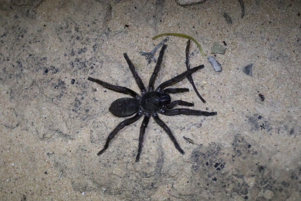 Synothele ooldea from Yumbarra SA 5690, Australia on February 20, 2023 ...