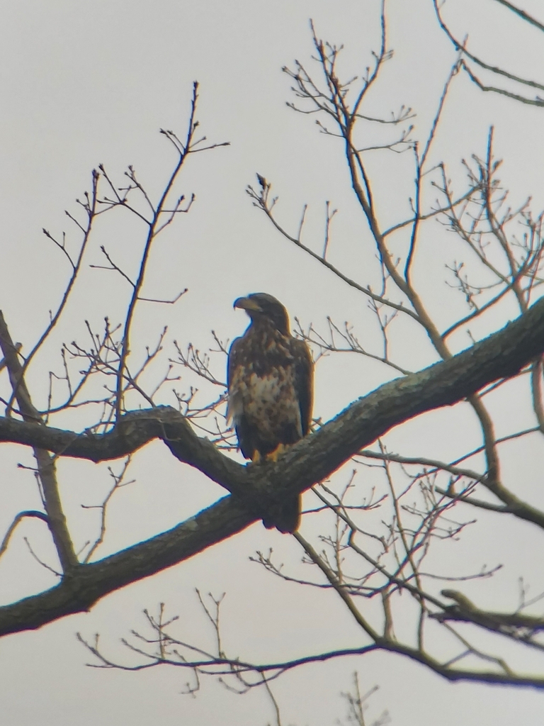 Bald Eagle from King George, VA 22485, USA on February 20, 2023 at 11: ...
