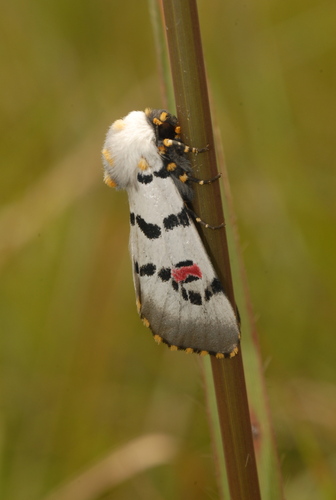 Diaphone delamarei · iNaturalist