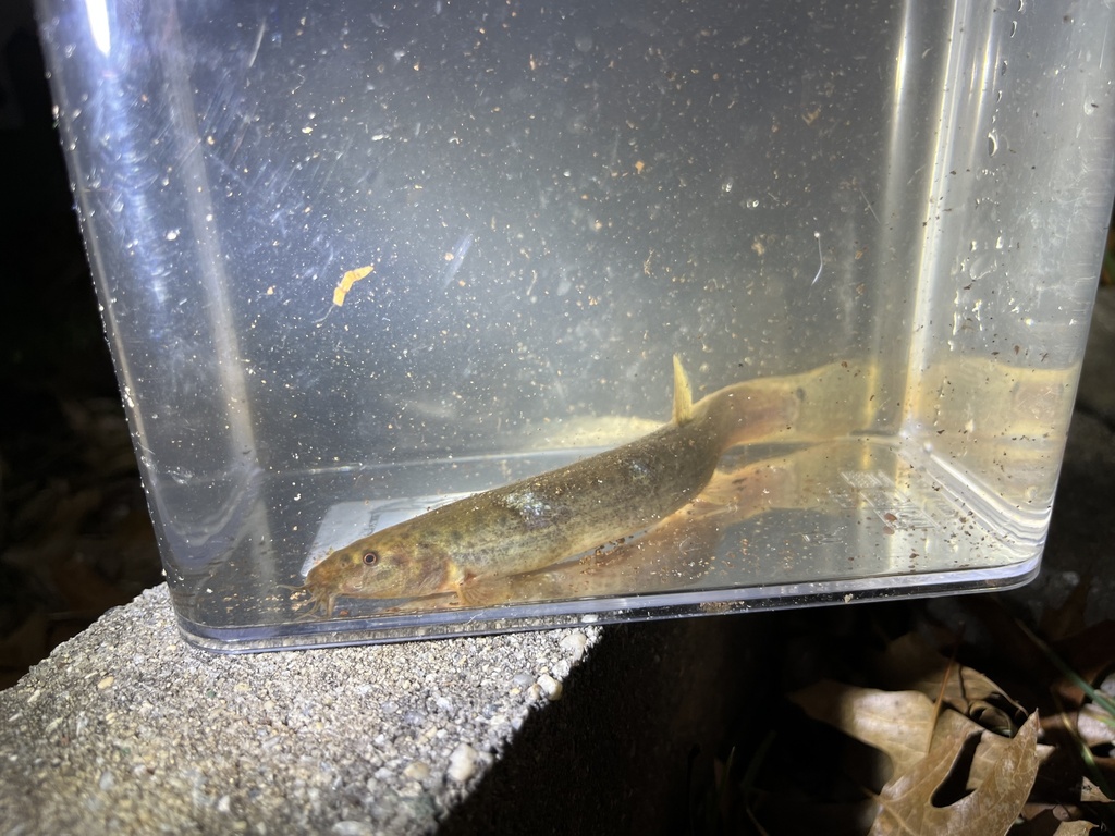 Oriental Weatherfish in January 2023 by Mark Schwalm · iNaturalist