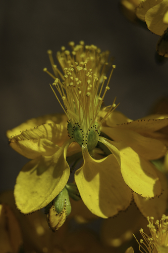 Hypericum Sect. Hirtella (Section Hirtella) · iNaturalist