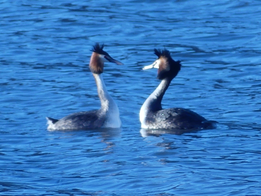 Great Crested Grebe from Lac de Mison Upaix on February 20, 2023 at 05: ...