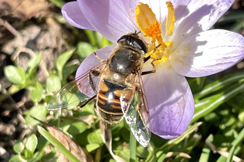 Common Drone Fly from Fort Tryon Park, New York, NY, US on February 20 ...