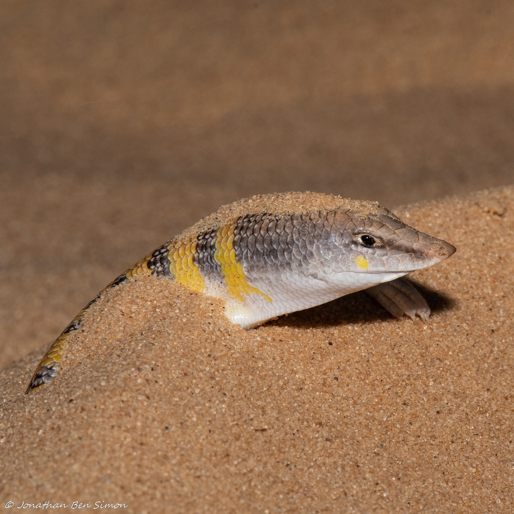 Sandfish Skink in June 2018 by Jonathan Ben Simon · iNaturalist
