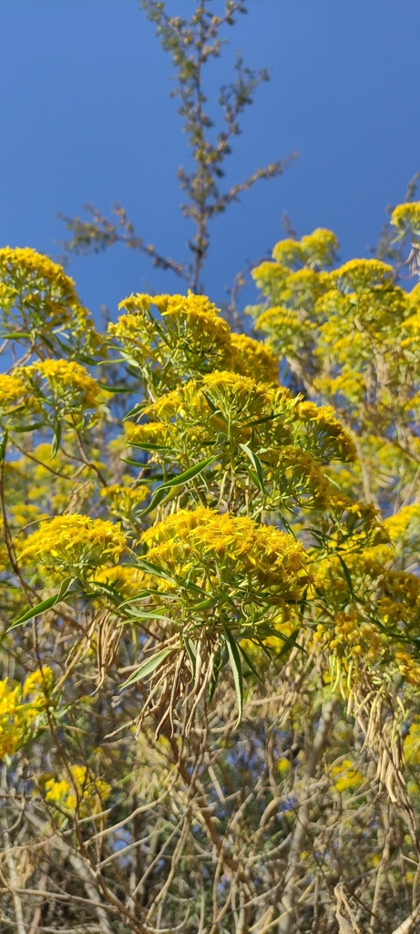 Willow Ragwort from 36274 Gto., México on February 20, 2023 at 05:04 PM ...