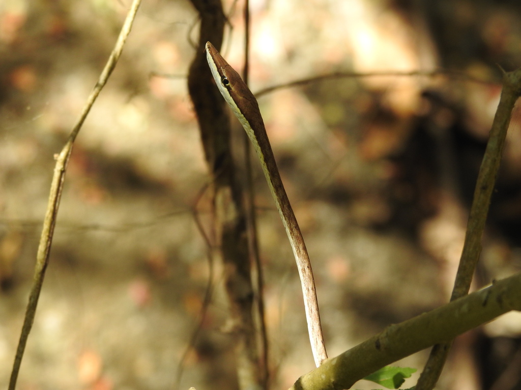 Oxybelis microphthalmus from Parque el Veladero, Acapulco de Juárez ...