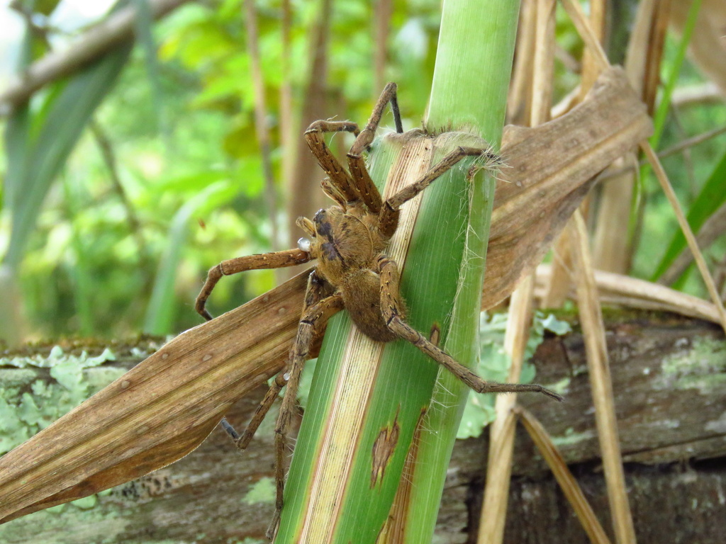 Brazilian Wandering Spiders from Lagoa Formosa, MG, BR on April 15 ...