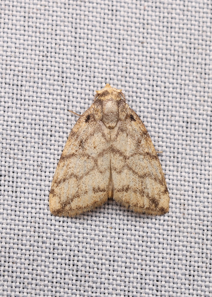 Tufted Moths from Palopo City, South Sulawesi, Indonesia on December 3 ...