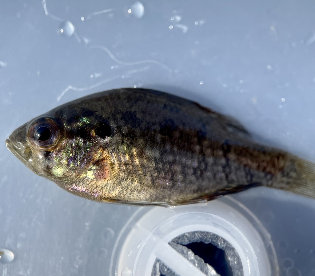 Blue-spotted Sunfish from Jefferson Ln, Swedesboro, NJ, US on February ...