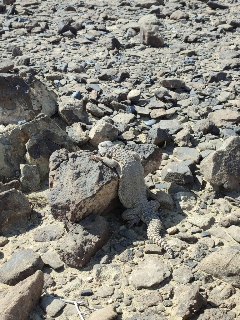 Iranian Mastigure from Zaboli, Sistan and Baluchestan Province, Iran on ...
