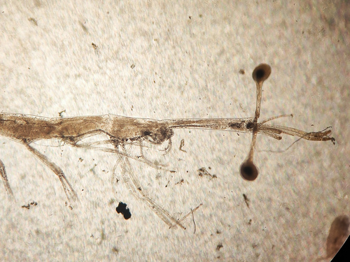 Standard lucifer prawn (Lucifer typus)