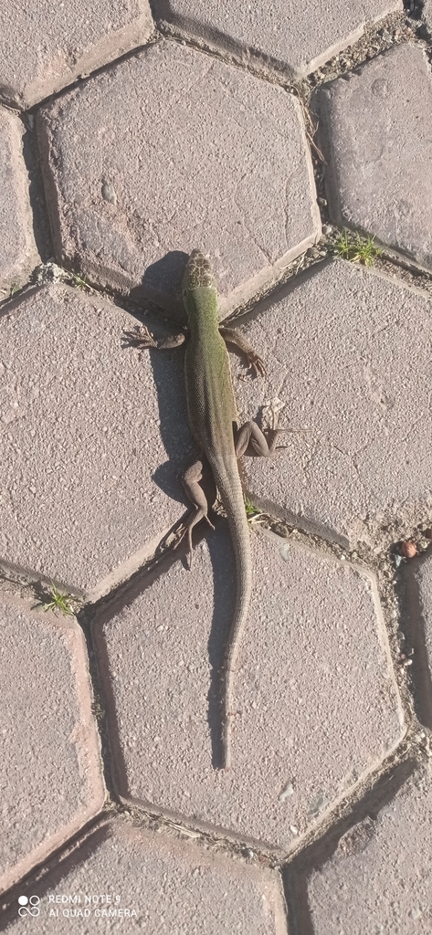 Southern Italian Wall Lizard from Yanıklar, 48300 Fethiye/Muğla ...