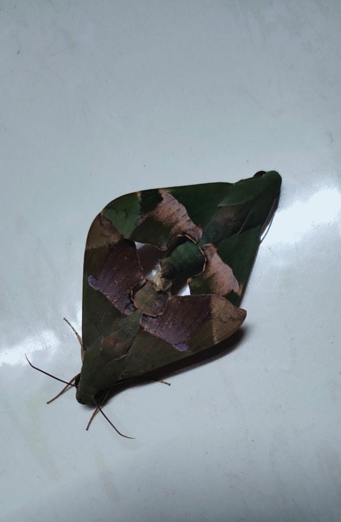 Angonyx testacea from Vadakara on February 21, 2023 by Mohammed Hirash ...