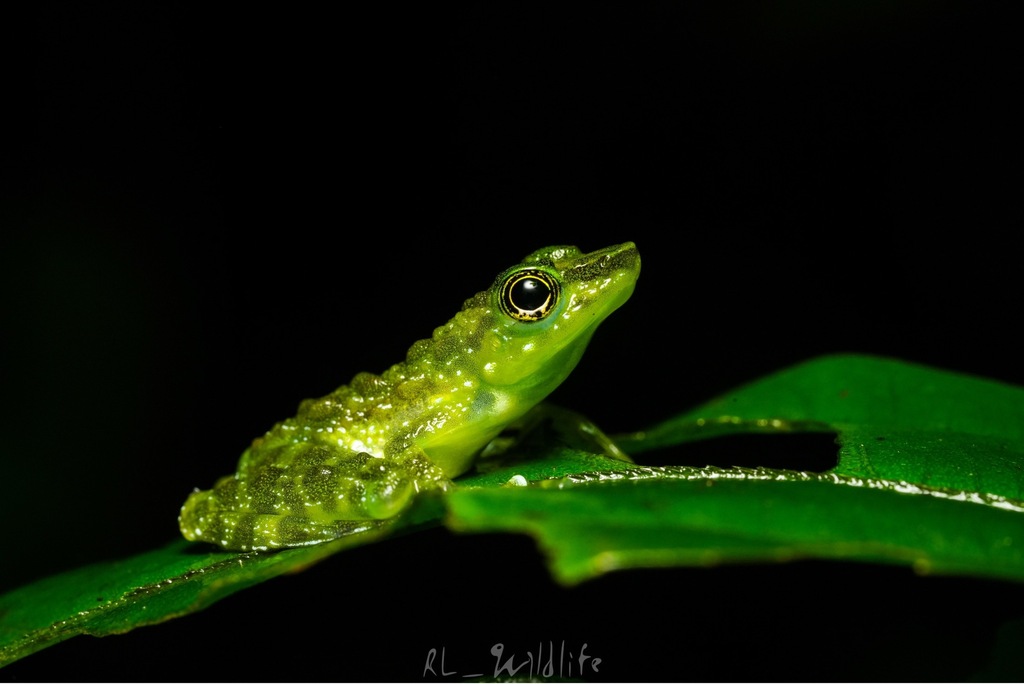 White-spotted Foot-flagging Frog in January 2023 by Ryan Lam · iNaturalist
