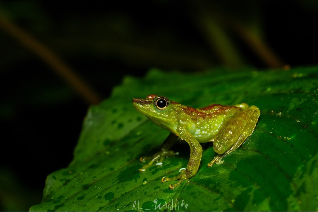 Green-spotted Foot-flagging Frog from Kinabalu Park, Ranau, Sabah, 馬來西亞 ...