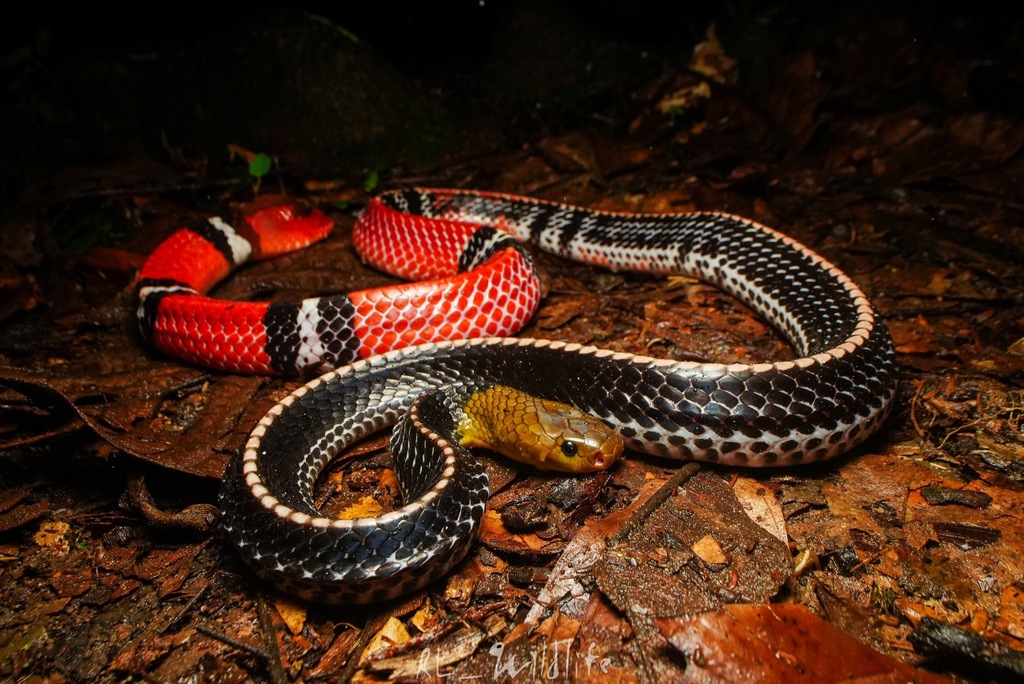 Bungarus flaviceps baluensis from 馬來西亞沙巴昆達山 on February 03, 2023 at 12: ...