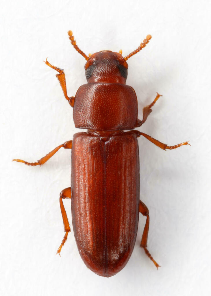 Red Flour Beetle in February 2023 by Chris Rorabaugh. body length=3mm ...