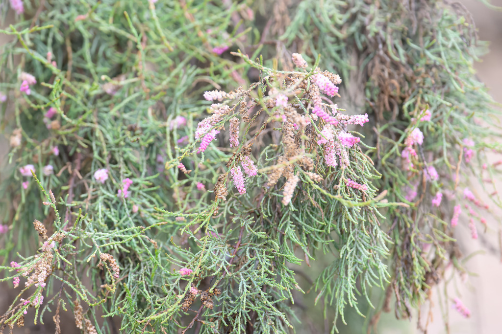 Wild Tamarisk from Walvisbay Rural, Erongo, Namibia on February 3, 2023 ...