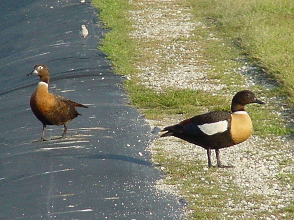 Australian Shelduck (Birds of the British Indian Ocean Territory ...