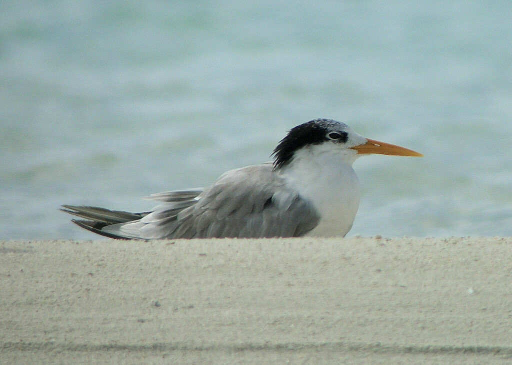 Lesser Crested Tern (Birds of the British Indian Ocean Territory ) · iNaturalist