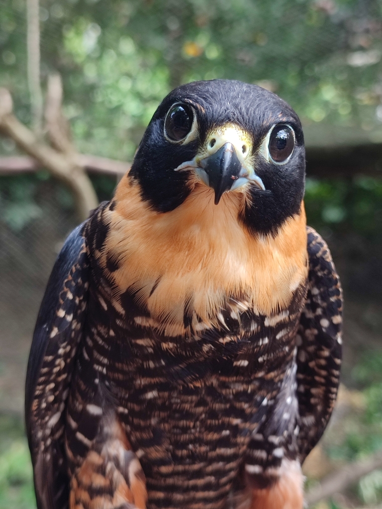 Bat Falcon from Saracay on February 18, 2023 at 02:45 PM by JENIFFER ...