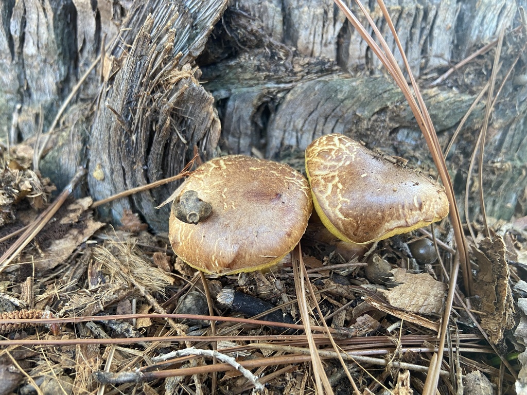 boletes and allies from State Route 31 Alt, Valdosta, GA, US on ...