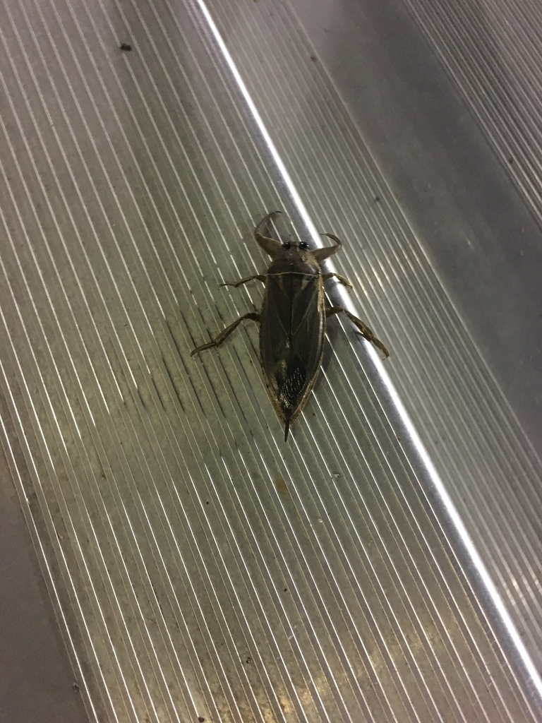 Uhler's Giant Water Bug from Bishop Moore Catholic High School, Orlando ...