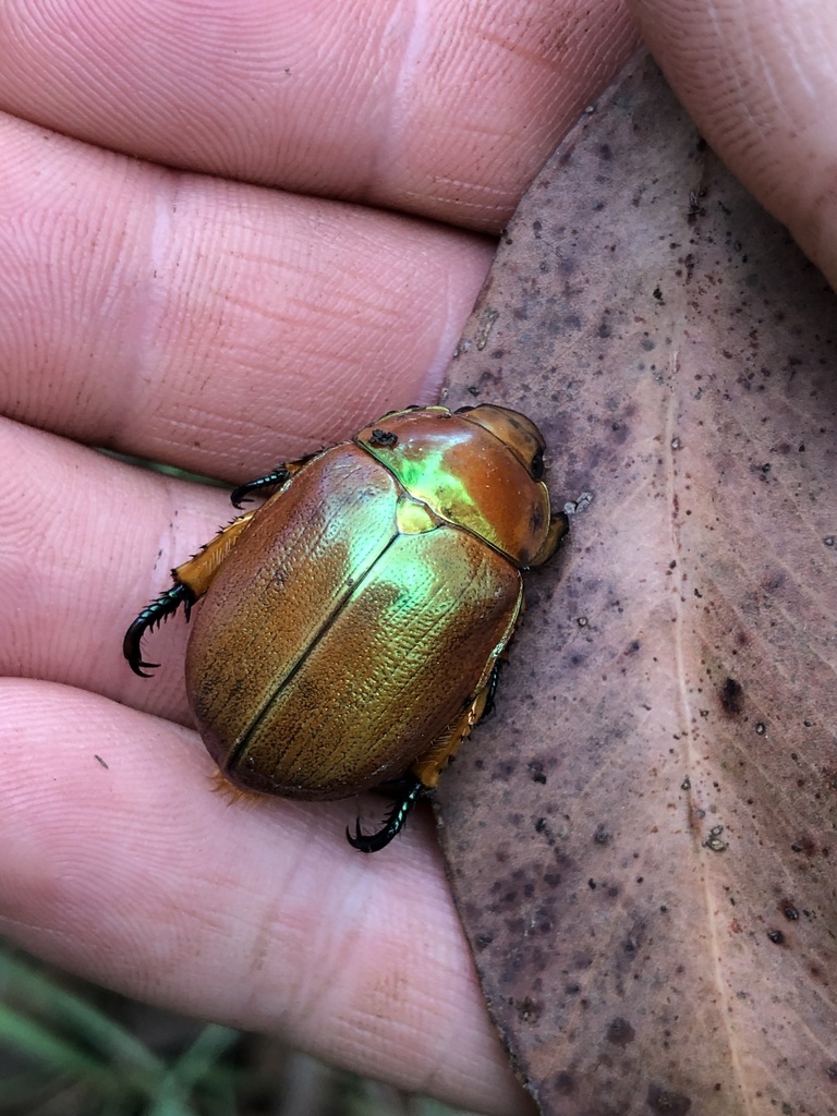 Anoplognathus viriditarsis from James Ruse Drive, North Parramatta, NSW, AU on February 22, 2023 ...