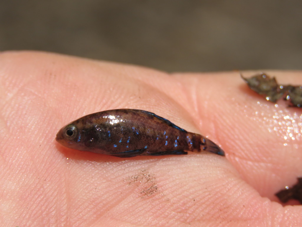 Gulf Coast Pygmy Sunfish from Liberty County, FL, USA on April 28, 2018 ...