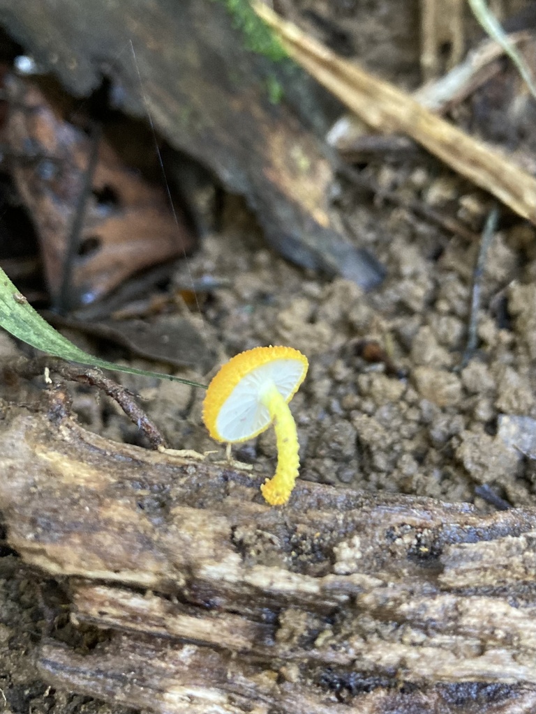 Golden-scruffy Collybia from Jocelyn Dr, Eumundi, QLD, AU on February ...