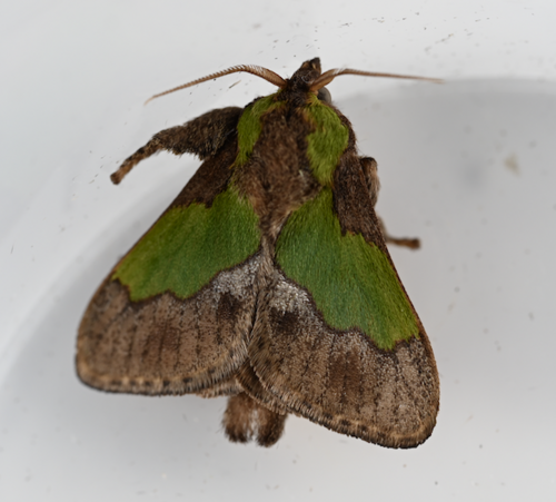 Polyphena annae · iNaturalist