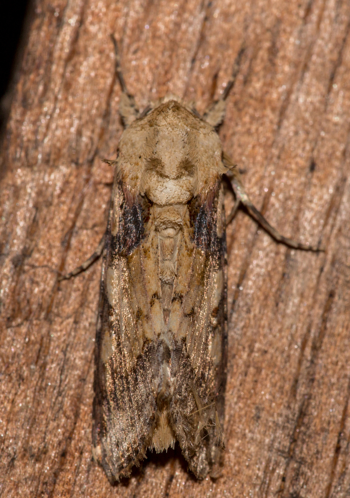 Velvet Armyworm Moth from Via Quebrada Sunungo 100m, Vilcabamba ...