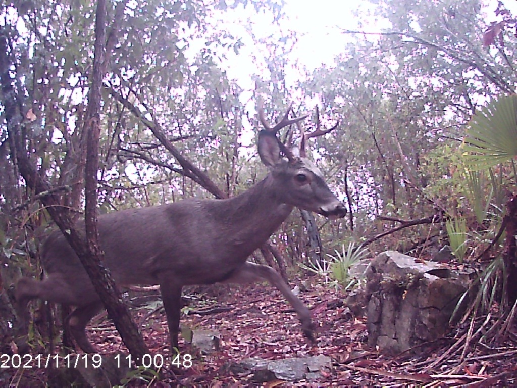 Northern Veracruz White-tailed Deer from Ciudad Victoria, Tamaulipas ...