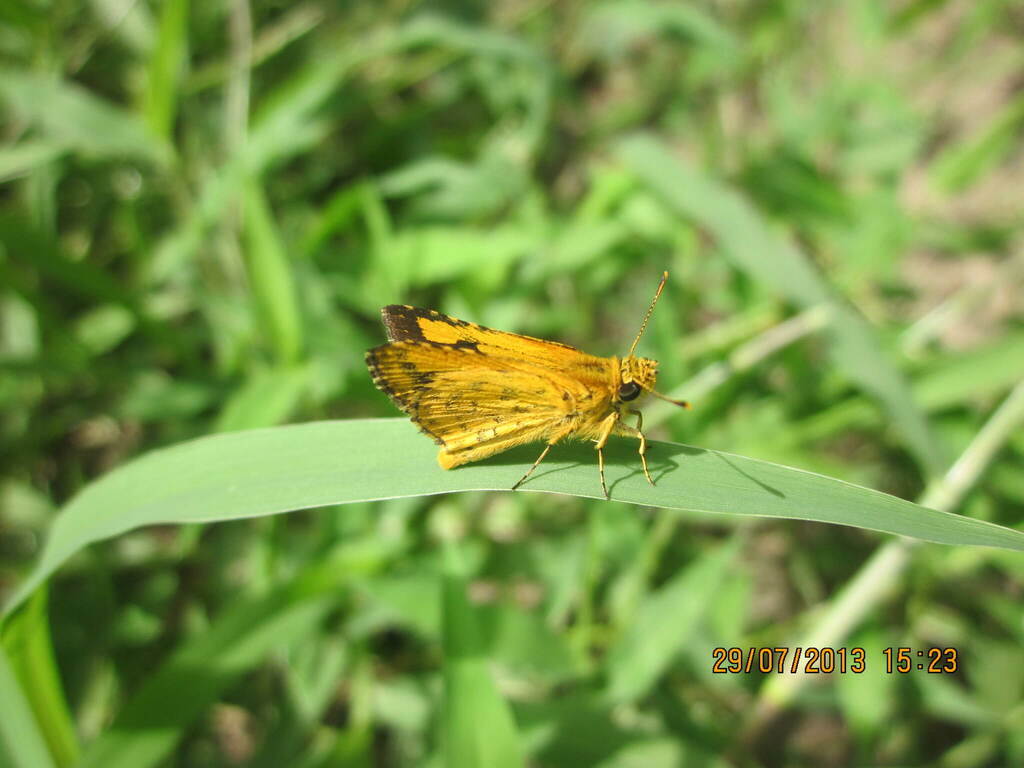 Common Bush Hopper from HX9P+C7Q, Elumichampattu, Tamil Nadu 603405 ...