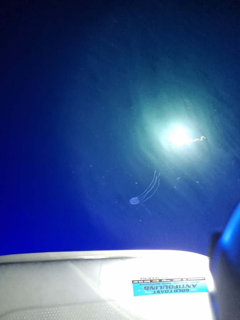 Common kingslayer from Palm Island QLD 4816, Australia on May 28, 2022 ...