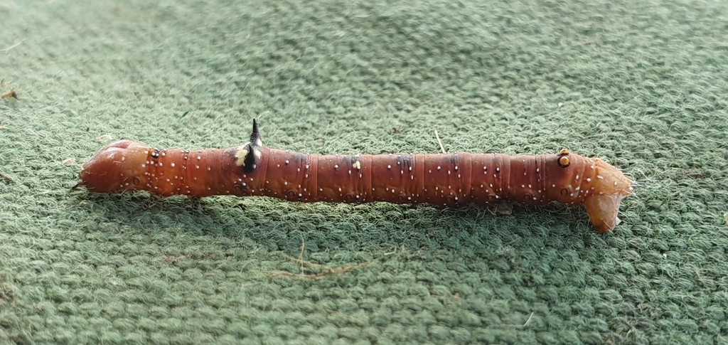 Pink-bellied Moth from Gordon VIC 3345, Australia on February 22, 2023 ...