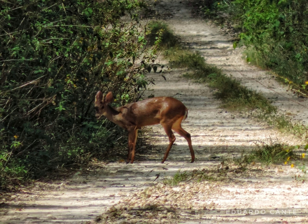 Central American Red Brocket from Chunhuhub on February 21, 2023 at 11: ...