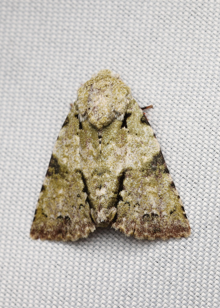 Acronicta dinawa from Arfak Mountains Regency, West Papua, Indonesia on ...
