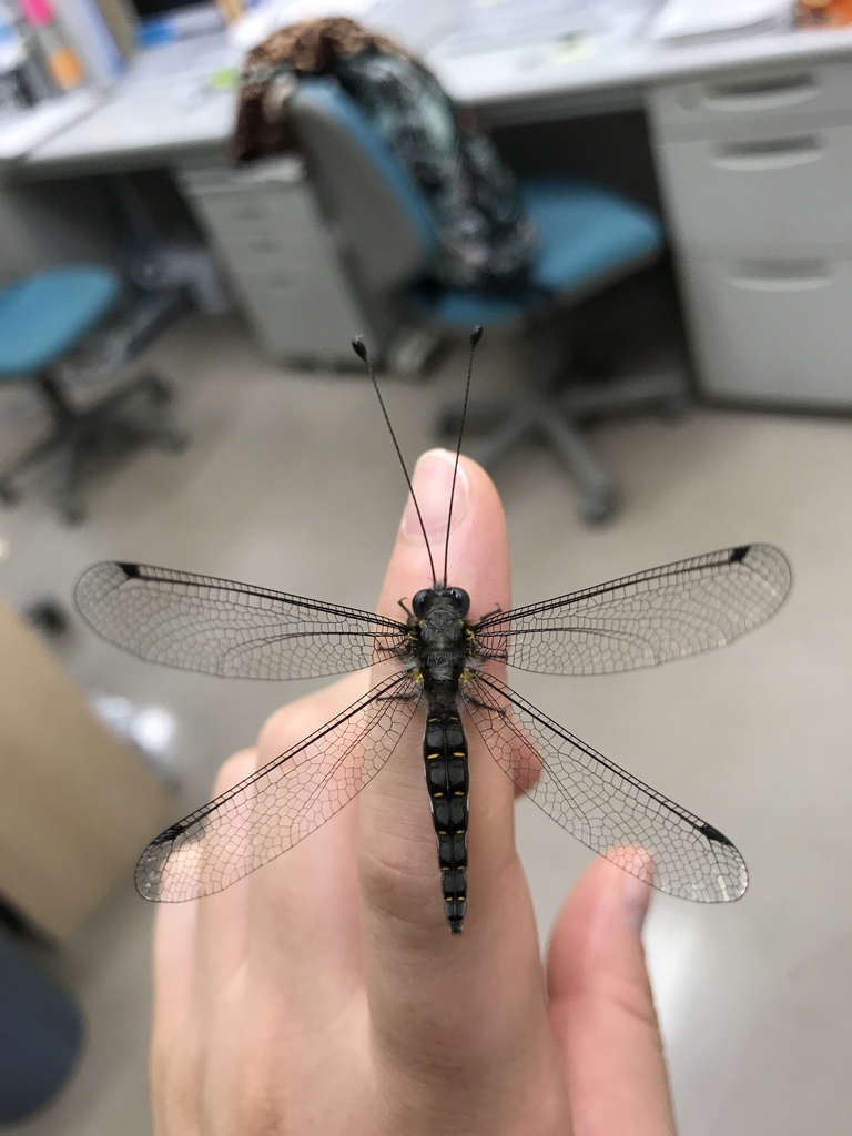 Protidricerus japonicus from 秋田県立大学 秋田キャンパス, 秋田市, 秋田県, JP on July 22 ...