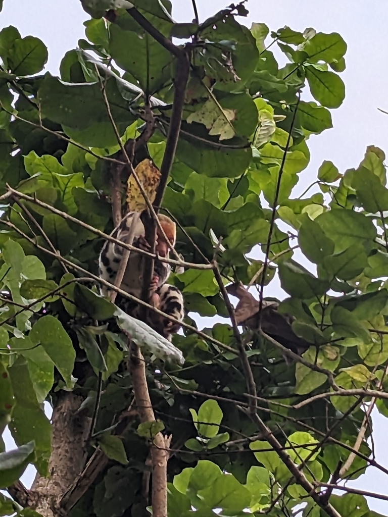 Waigeo Cuscus in February 2023 by Lisa Nesbitt · iNaturalist